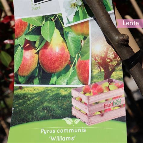 Birne Williams Pyrus Communis Williams 250 300 Cm