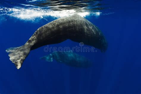 592 Cachalotes Fotos De Stock Fotos Libres De Regalías De Dreamstime
