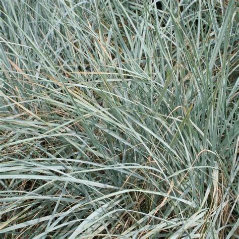 Elymus Magellanicus