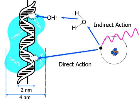 Indirectly Ionizing Radiation High Let Radiation Induced Persistent