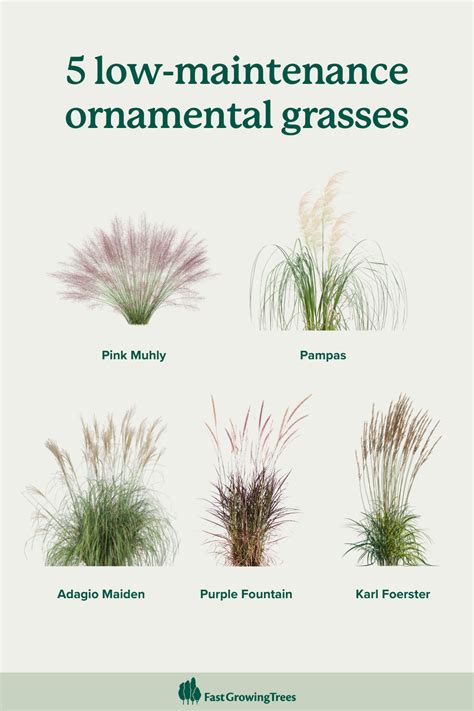 5 Easy Ornamental Grasses For Every Landscape Artofit