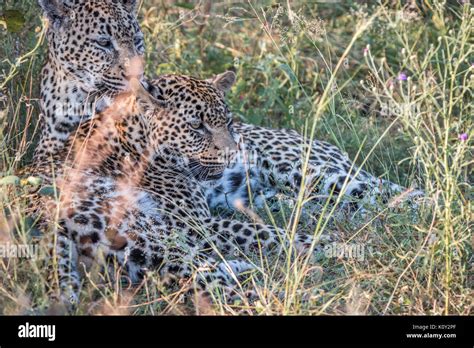A Mother Leopard Playing With Her Cub In The Sabi Sand Game Reserve