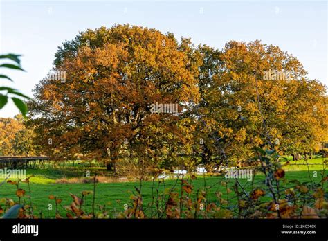 Autumn Colour On Oak Trees In Sussex England Stock Photo Alamy