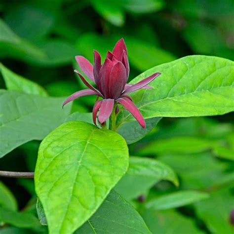 Calycanthus Occidentalis Spice Bush Western Star Nurseries