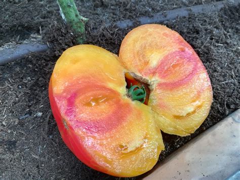 Tomato Buffalosun F1 All America Selections
