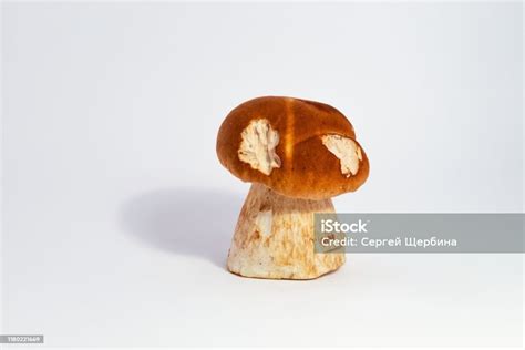 볼레투스 에둘리스 킹 볼레테 고립 에 흰색 배경 닫다 포르치니 0명에 대한 스톡 사진 및 기타 이미지 0명 가을 갈색