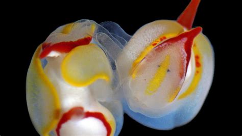 These Sea Slugs Penetrate Each Other In The Head During Sex National