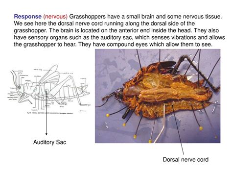 Ppt Grasshopper Dissection Powerpoint Presentation Free Download Id 1901450