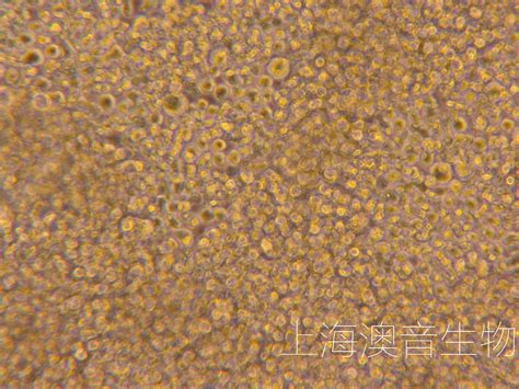 H9人T淋巴瘤细胞 企业官网