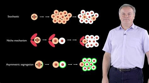 Asymmetric Cell Division And Brain Development • Ibiology