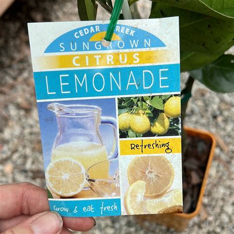 Lemonade Restricted To Qld Fruitopia Nursery