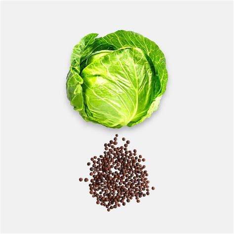 Buy Cabbage Seeds 1gm Online At Best Price