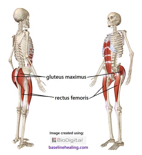 Muscles Of The Hips And Thighs Human Anatomy And Physiology Lab Bsb