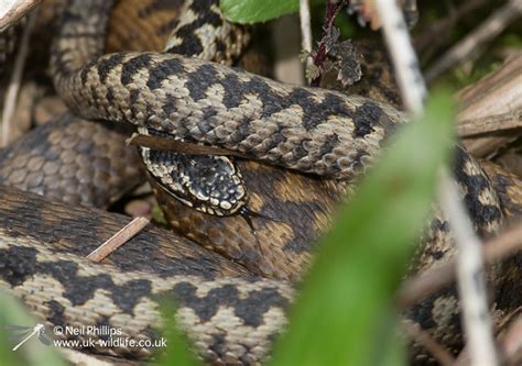 Courting Adder UK Wildlife