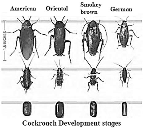 Notes Class 11 Science Biology Chapter 11 Study Of Animal Type