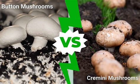 Cremini Mushrooms Fodmap At Amy Stansbury Blog