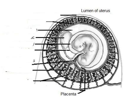 Anatomy Lab 16 Diagram 11 Diagram Quizlet