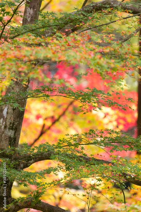 色づく紅葉 Stock 写真 Adobe Stock