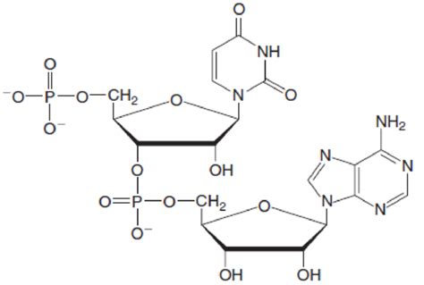 Consider The Given Dinucleotide A Identify The Bases Present In The Dinucleotide B Label The