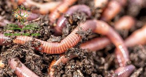 Thức ăn Của Giun đất Là Gì Vai Trò Của Giun đất Thế Nào Sinh Học Việt Nam