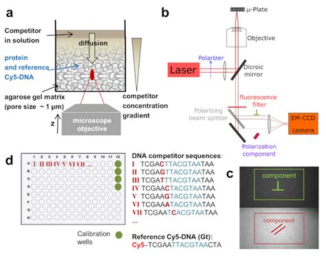 Fluorescence Anisotropy To Determine Transcription Factor Dna Binding Affinity