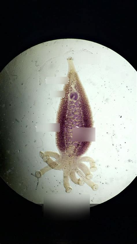 Parasitology 1 Diagram Quizlet
