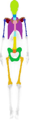 Bone Scan Image Semantic Segmentation Ieee Dataport