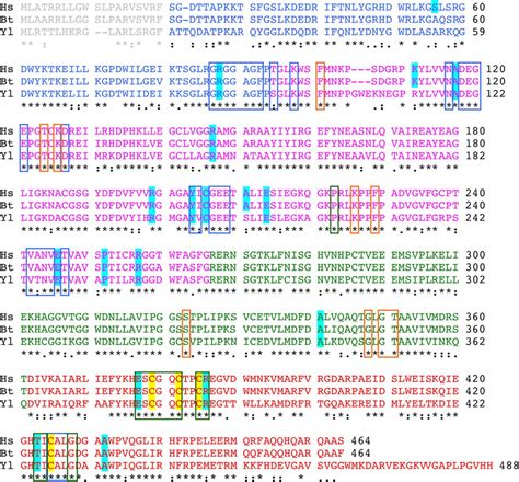 Alignment Of The Ndufv1 Sequences For Homo Sapiens Bos Taurus And Y Download Scientific