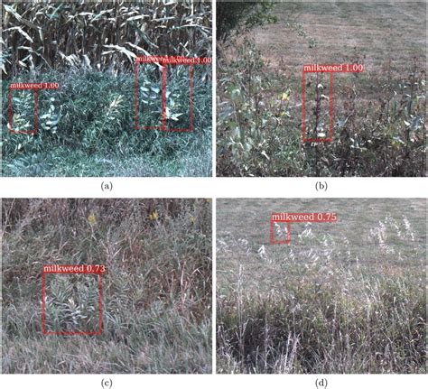 A Missed Detections B False Positive C Multiple Plants Detected