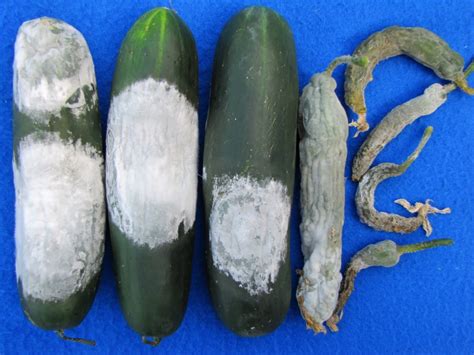 Pythium Fruit Rot In Cucurbits Vegetable Pathology Long Island Horticultural Research