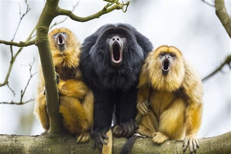 14 Howler Monkey Facts Fact Animal