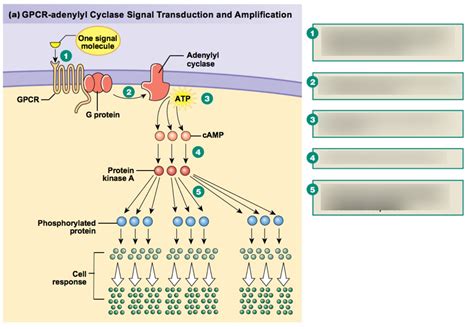Gpcr Adenylyl Cyclase Amplification Diagram Quizlet