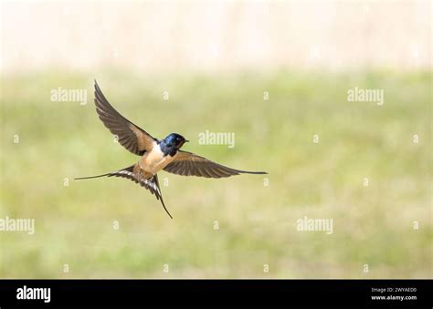 Beautiful Swallow Hi Res Stock Photography And Images Alamy