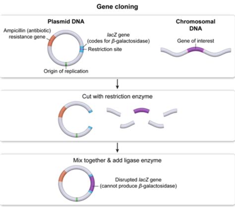 Recombinant DNA Technology Flashcards Quizlet