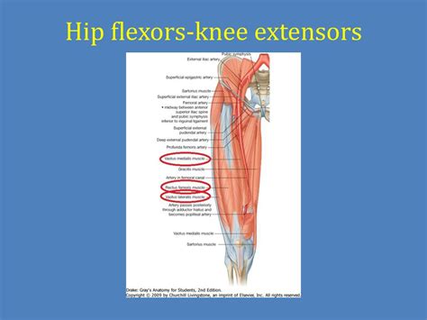 Pelvic Cavity Gross Anatomy Of The Lower Limb Walking Ppt Download