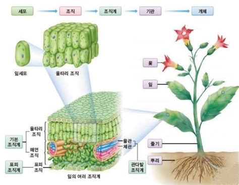 중1 광합성 식물체의 구성 식물체의 구성 단계 네이버 블로그