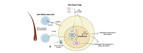 Characteristics Of Skin Tissue Tregs Il 33 St2 Axis Maintains Skin