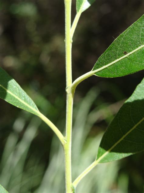 Arroyo Willow Salix Lasiolepis