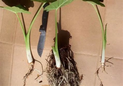 Propagating Alocasia Techniques And Tips For Successful Growth Xu Farm
