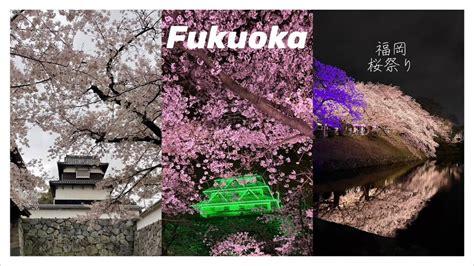 Jp🇯🇵후쿠오카 3박 4일 Ep1 🌸후쿠오카 벚꽃 축제and라이트업 후쿠오카 벚꽃 명소 마이즈루공원•후쿠오카성터•니시공원•오호리공원 Youtube