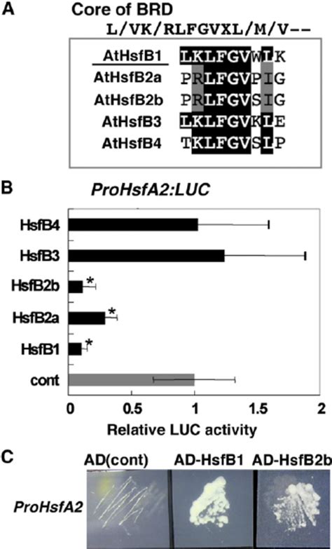 Exploring Functional Redundancy Among Class B Hsfs For The Regulation