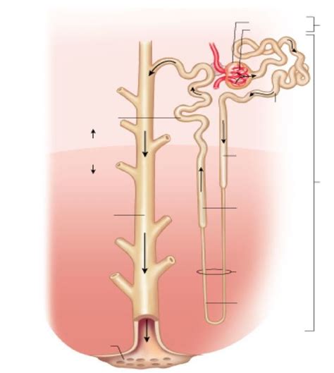 Nephron Loop Diagram Quizlet