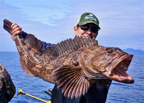Lingcod Tìm Hiểu Chi Tiết Về Loài Cá Đặc Biệt Và Giá Trị Dinh Dưỡng