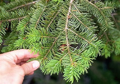 Douglas Fir Genus Common Trees Of The Pacific Northwest