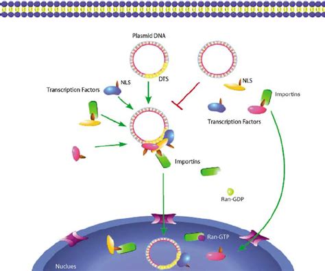 Model For Sequence Specific Dna Nuclear Import Once In The Cytoplasm Download Scientific