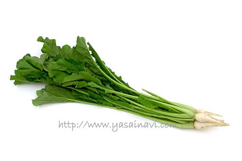 すぐき菜の写真画像かぶ