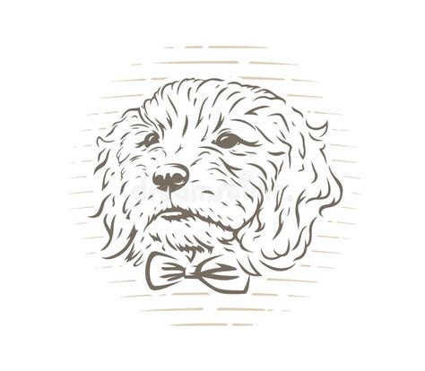 Cockapoo Dog Stock Illustrations 135 Cockapoo Dog Stock Illustrations