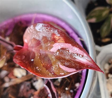 The New Leaf On My Red Anderson Philo Is Too Serious 😍😍 R Houseplants