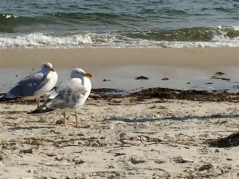 Gulls At Seagull Beach Yarmouth Ma Cape Cod 82417 Three Seagulls At