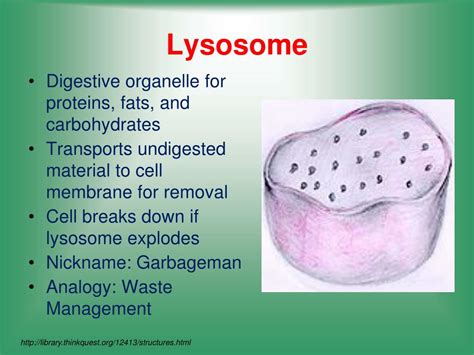 Ppt Cell Structure And Function Powerpoint Presentation Free Download Id 2655560